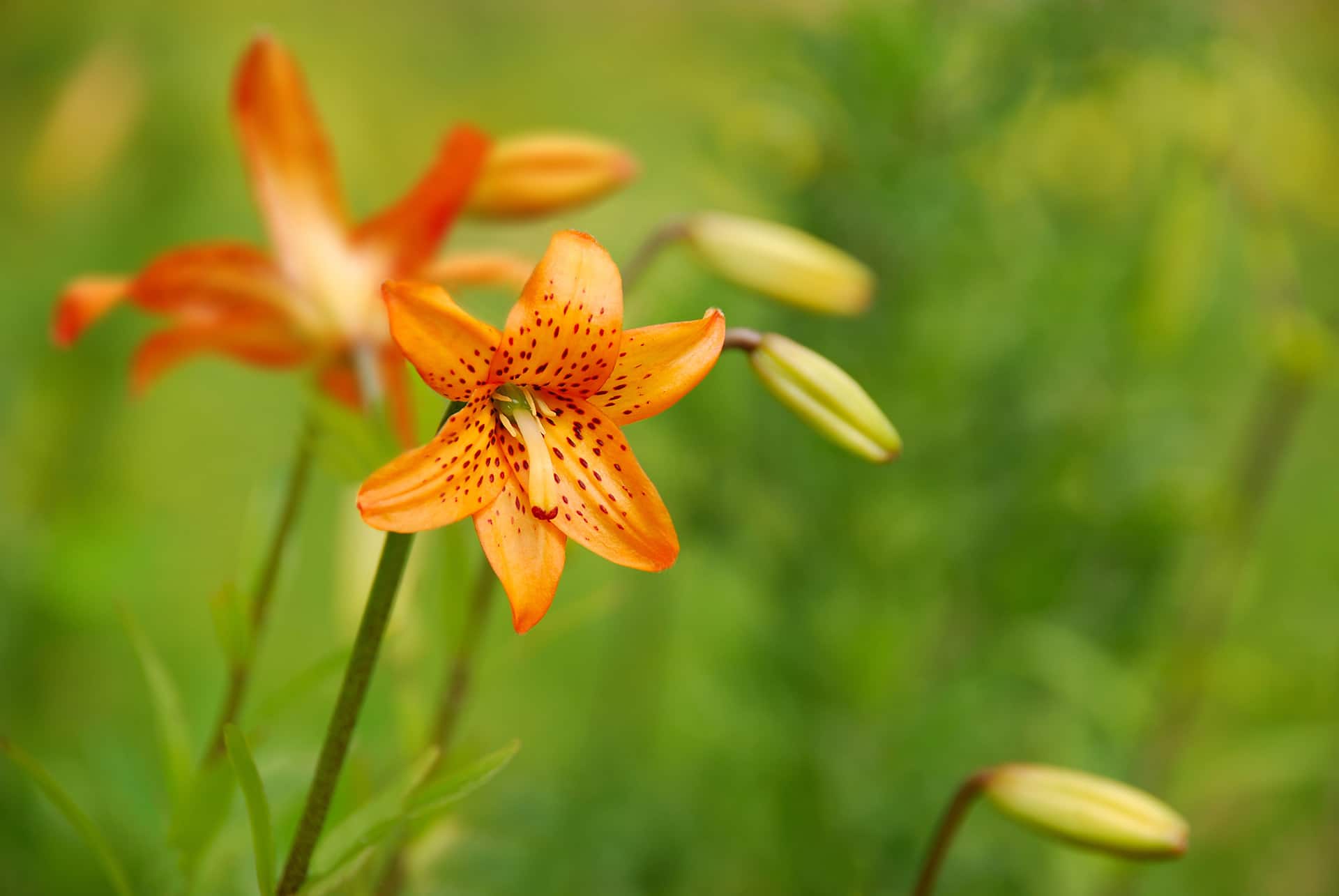 Faune/Flore - HaccounAmatata